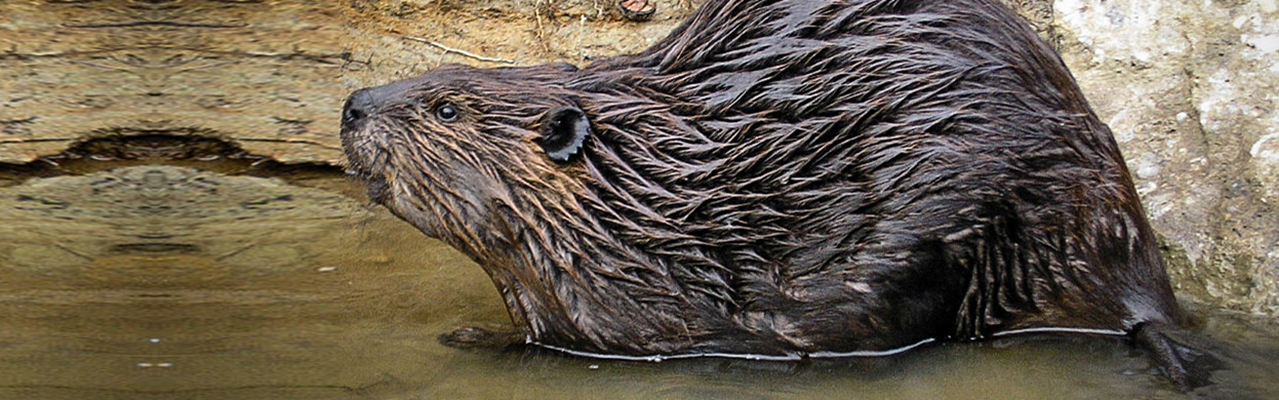 Famous Beaver Personalities | Animal In You