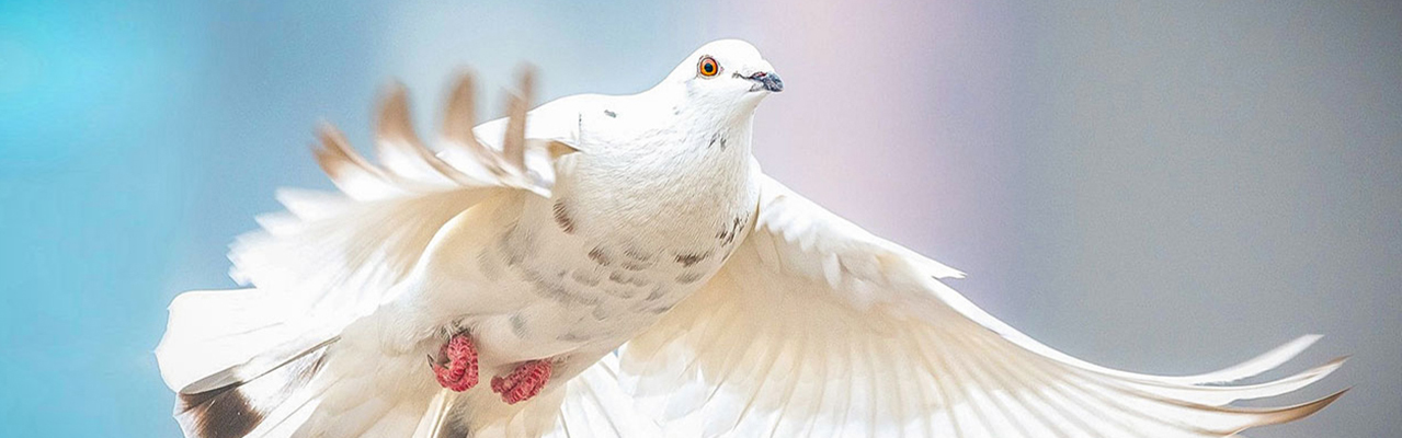 Famous Dove Personalities | Animal In You
