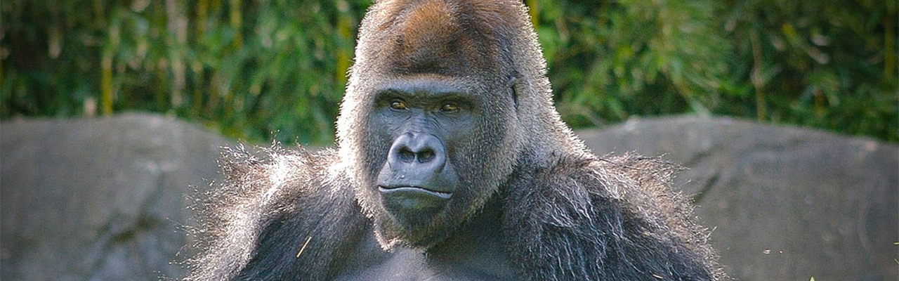 Gorilla Personality Test: Traits, Careers & Compatibility | Animal In You
