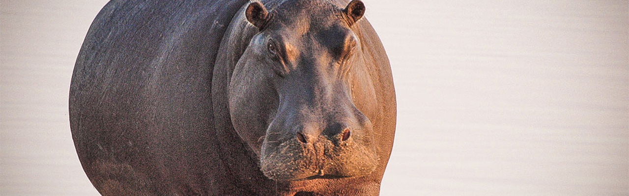 Famous Hippo Personalities | Animal In You