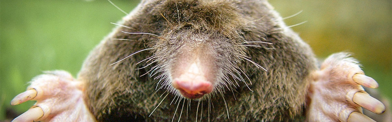 Famous Mole Personalities | Animal In You