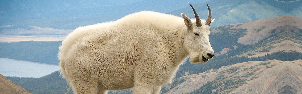 Famous Mountain Goat Personalities | Animal In You