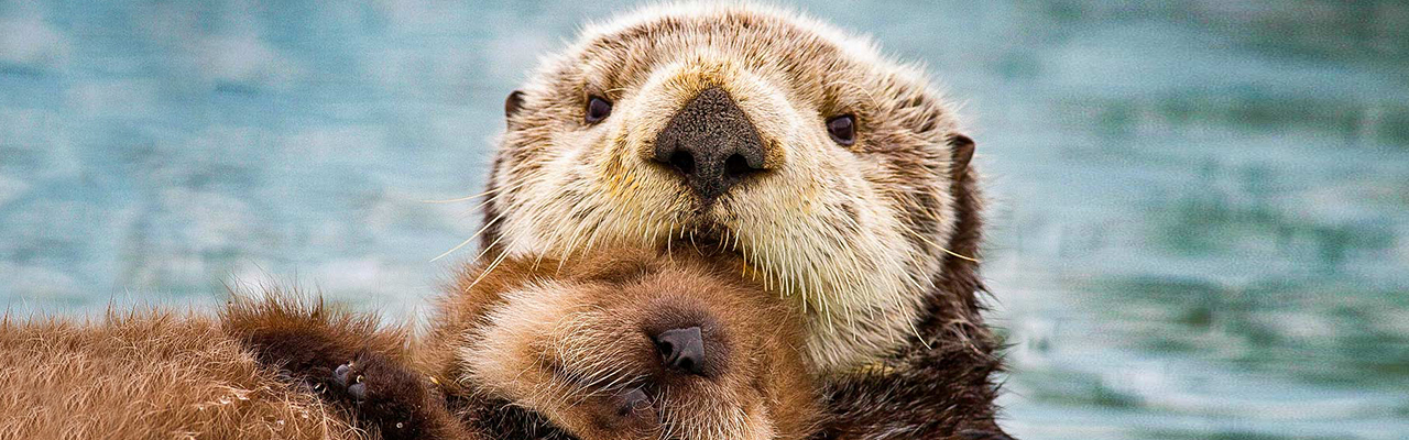 Otter Personality Test: Traits, Careers & Compatibility | Animal In You