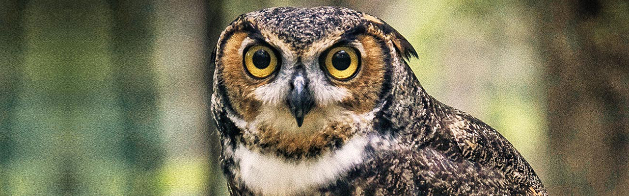 Owl Personality - Traits, Careers & Compatibility | Animal In You
