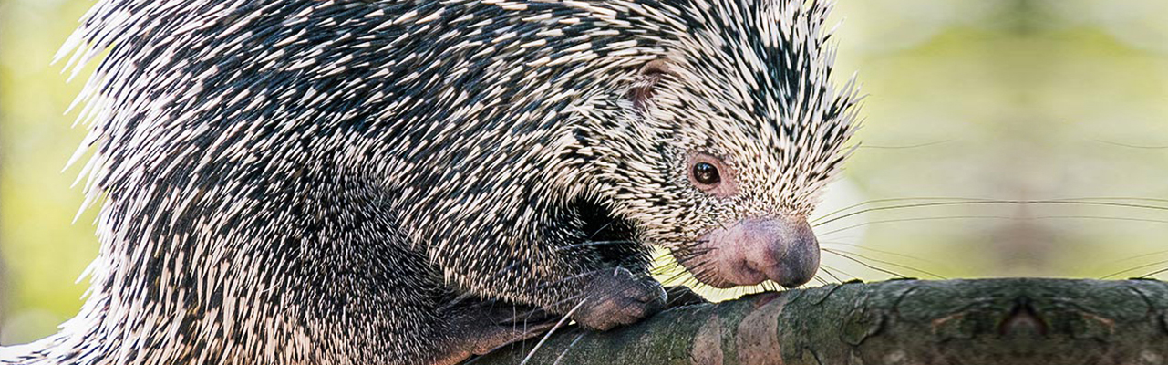Famous Porcupine Personalities | Animal In You