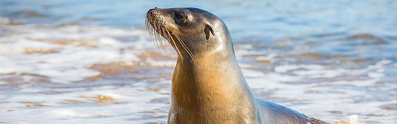 Famous Sea Lion Personalities | Animal In You