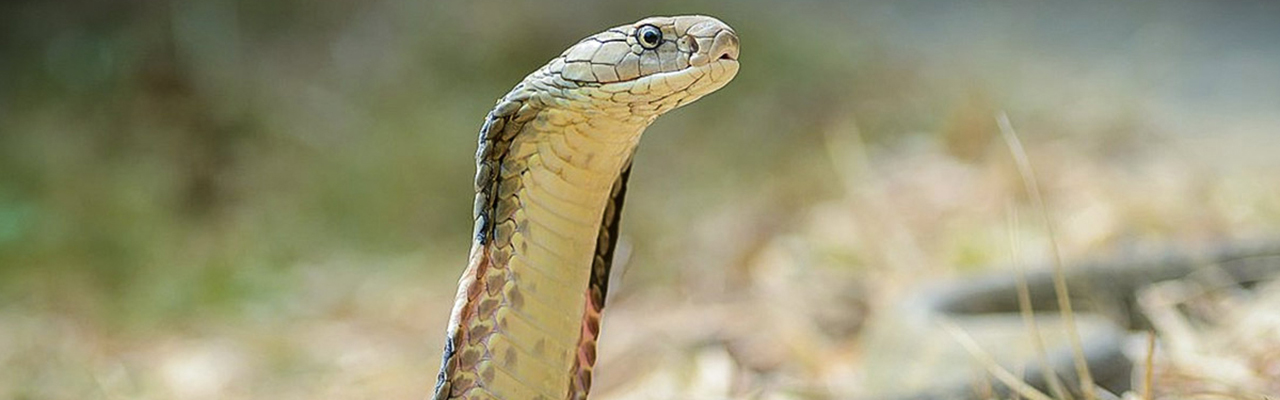 Famous Snake Personalities | Animal In You