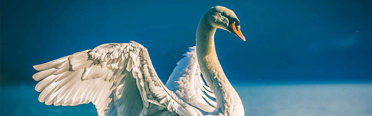 Swan Personality Test: Traits, Careers & Compatibility | Animal In You