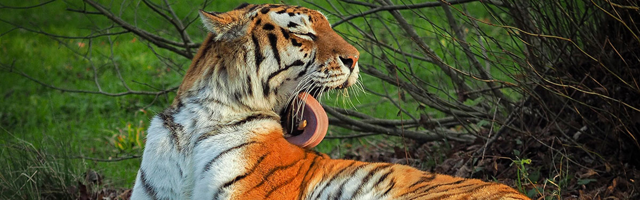 Famous Tiger Personalities | Animal In You