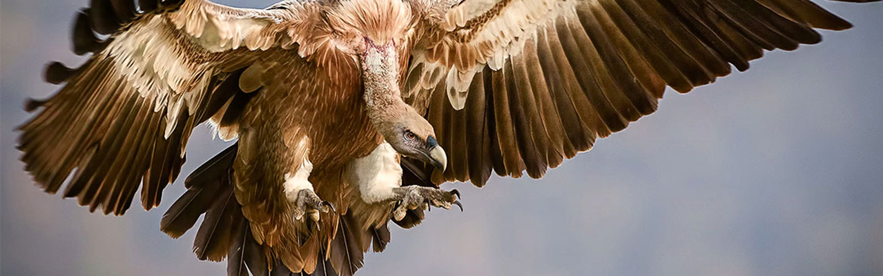 Vulture Personality Test: Traits, Careers & Compatibility | Animal In You