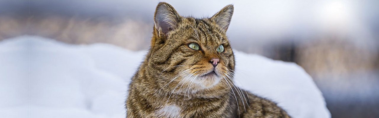 Famous Wild Cat Personalities | Animal In You